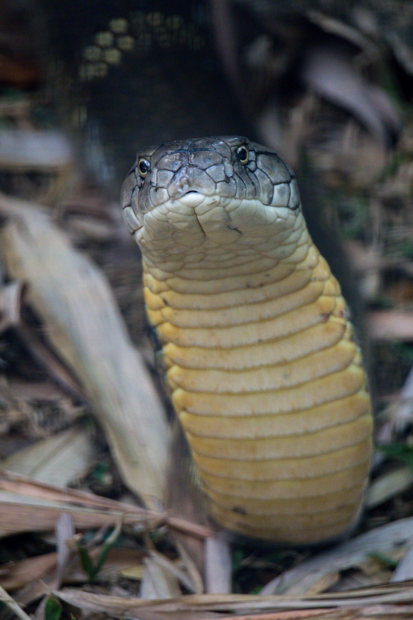 KING COBRA (Ophiophagus Hannah) - Snakes in the City