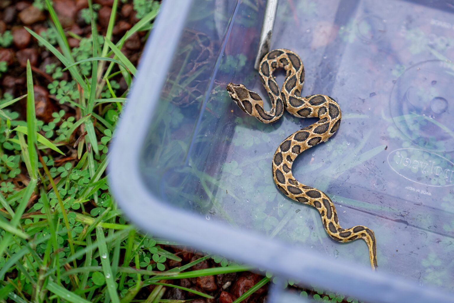Russell's Viper (Daboia russelii) - Snakes in the City