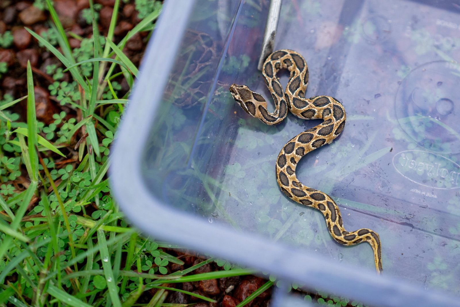 Russell's Viper (Daboia russelii) - Snakes in the City