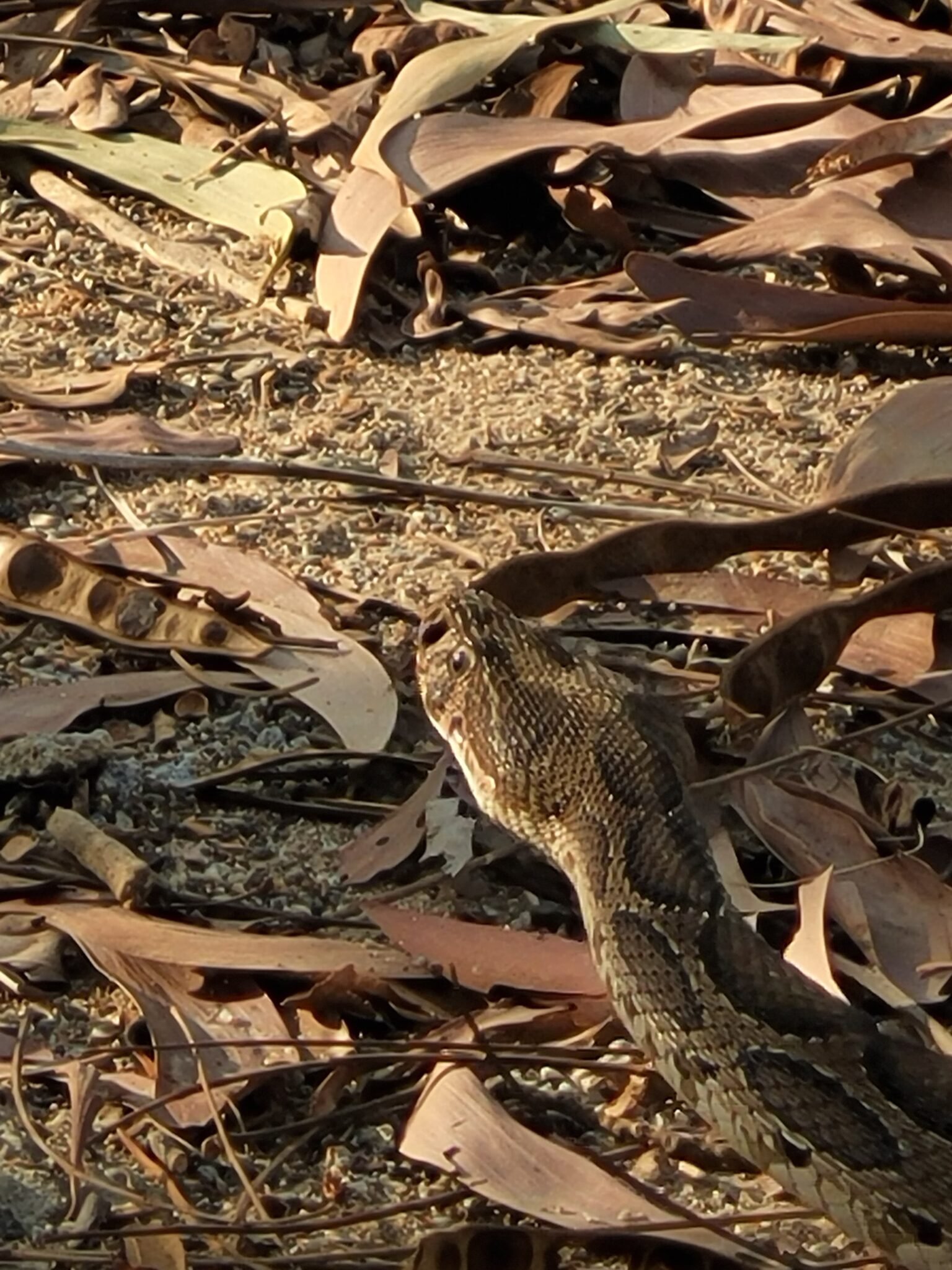 Russell's Viper (Daboia russelii) - Snakes in the City