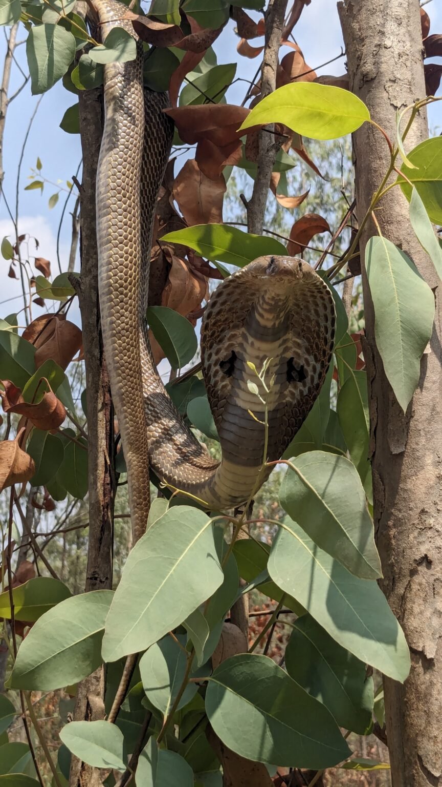 Spectacled Cobra (Naja naja) - Snakes in the City