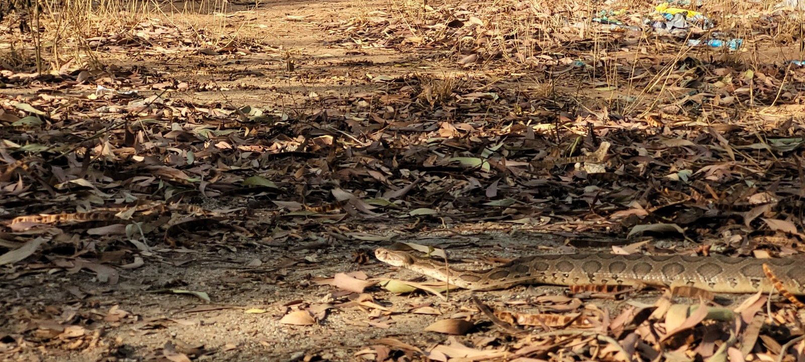 Russell's Viper (Daboia russelii) - Snakes in the City